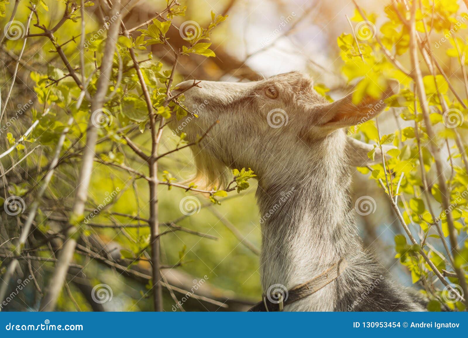 A Goat Eats Leaves in the Outdoor Stock Photo - Image of herbal ...