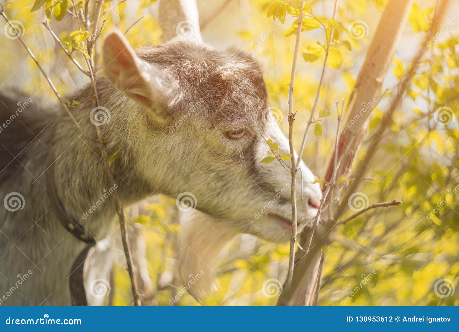 A Goat Eats Leaves in the Outdoor Stock Photo - Image of milk, herbal ...