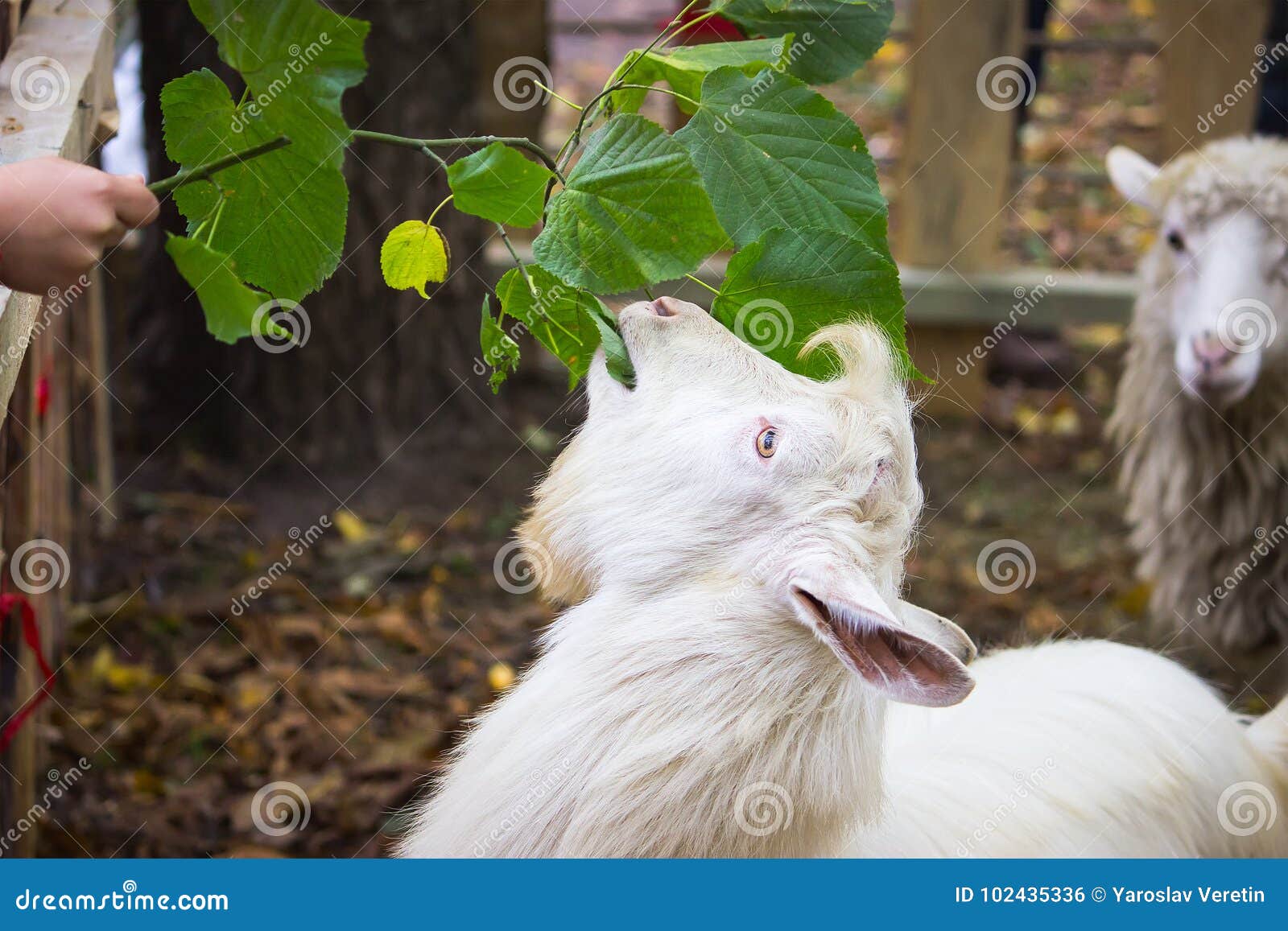 Goat at the end of autumn stock photo. Image of mammal - 102435336