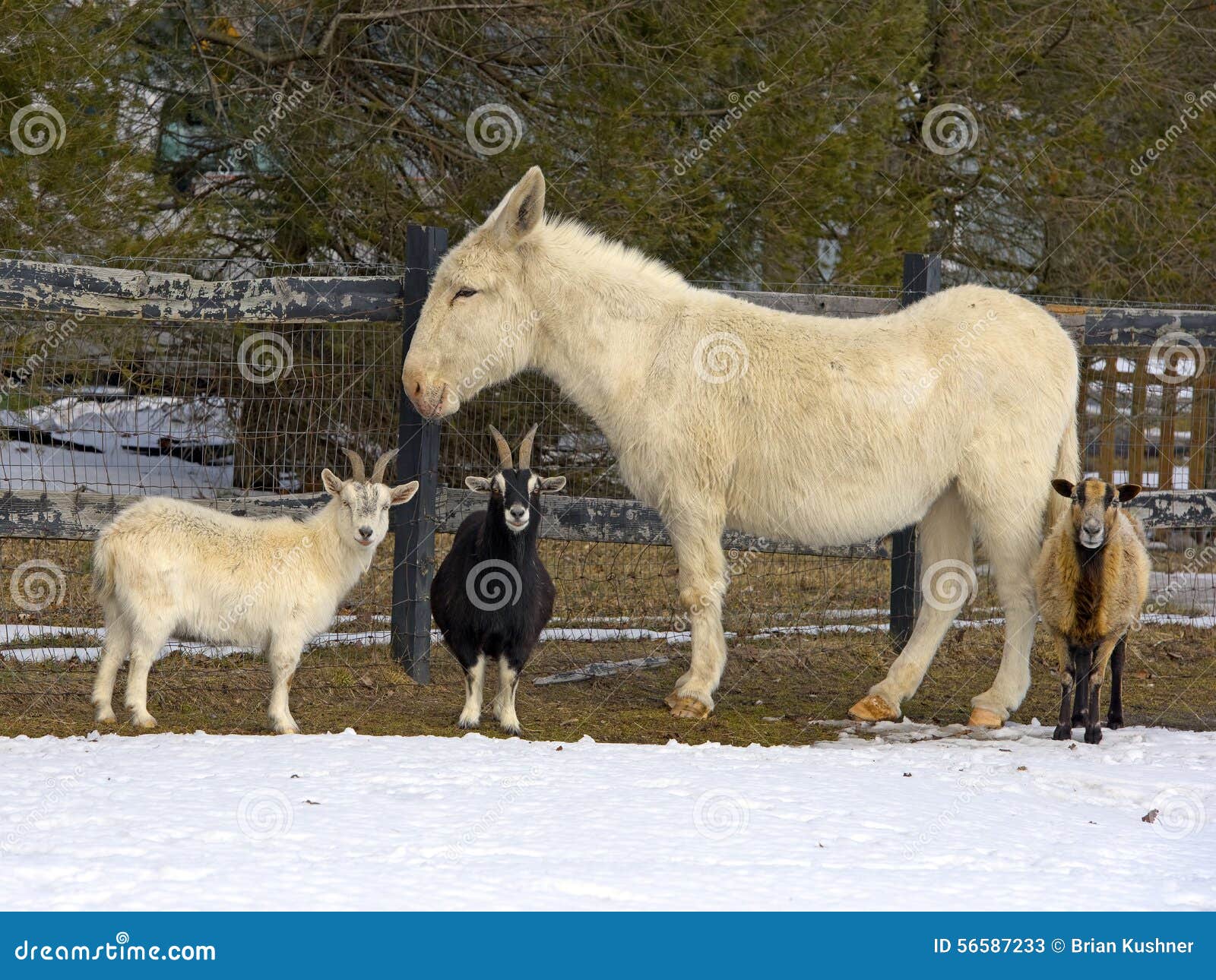 Goat, Ewe and Mule stock image. Image of nature, furry - 56587233