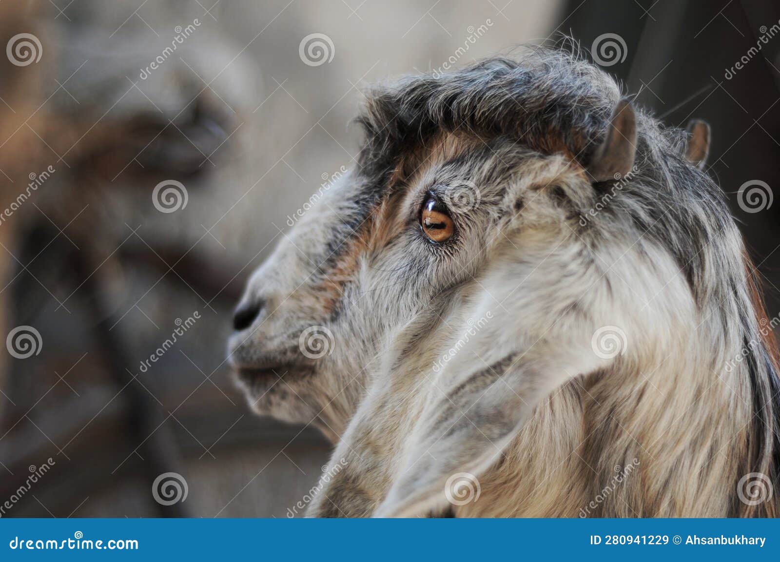 Goat eye stock image. Image of mane, wildlife, snout - 280941229