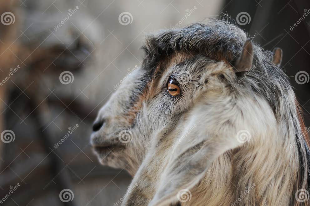 Goat eye stock image. Image of mane, wildlife, snout - 280941229