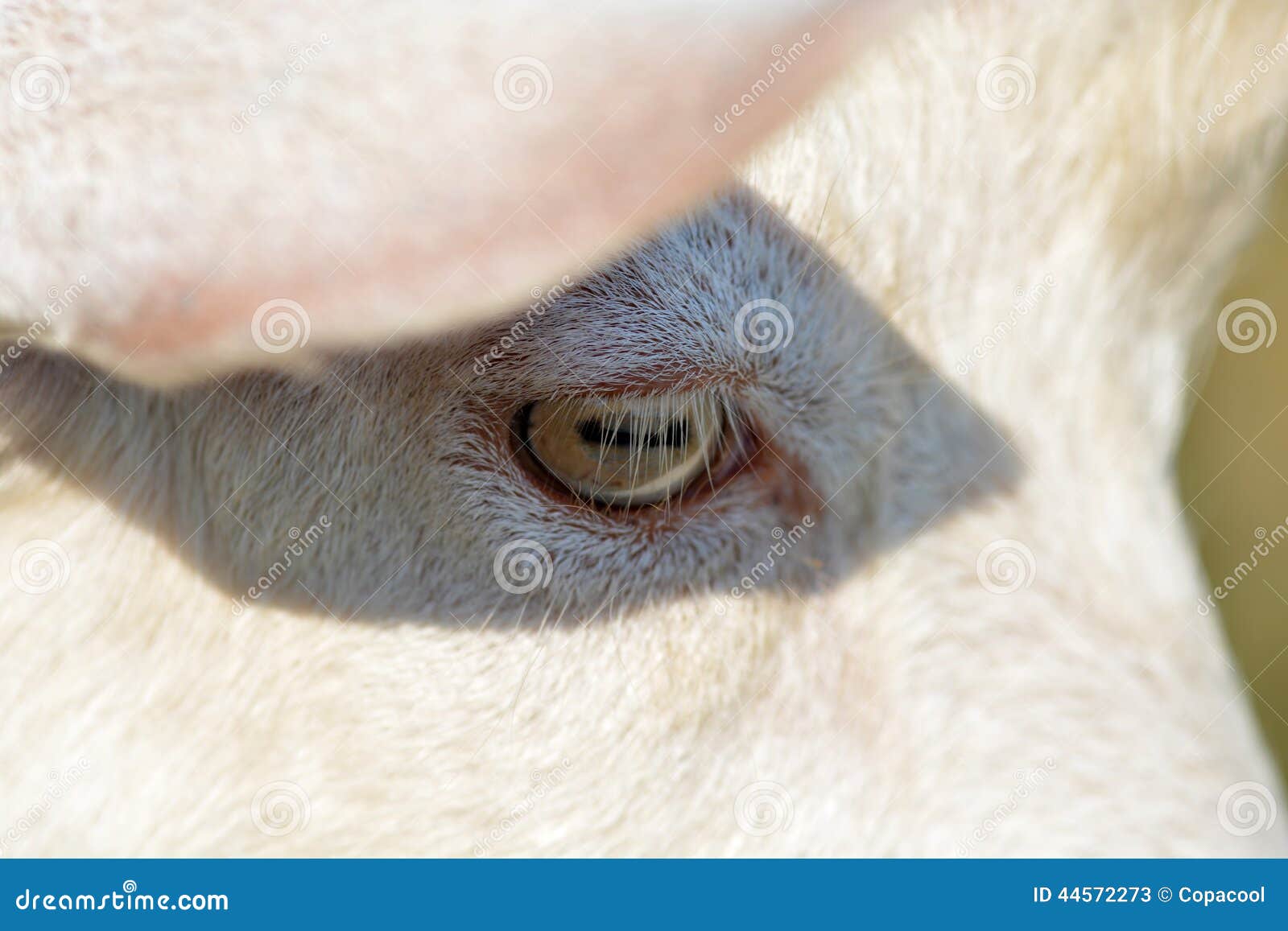 Goat eye close up stock image. Image of goat, farming - 44572273