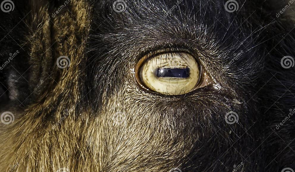 Goat Eye stock photo. Image of domestic, pupil, animal - 119088384