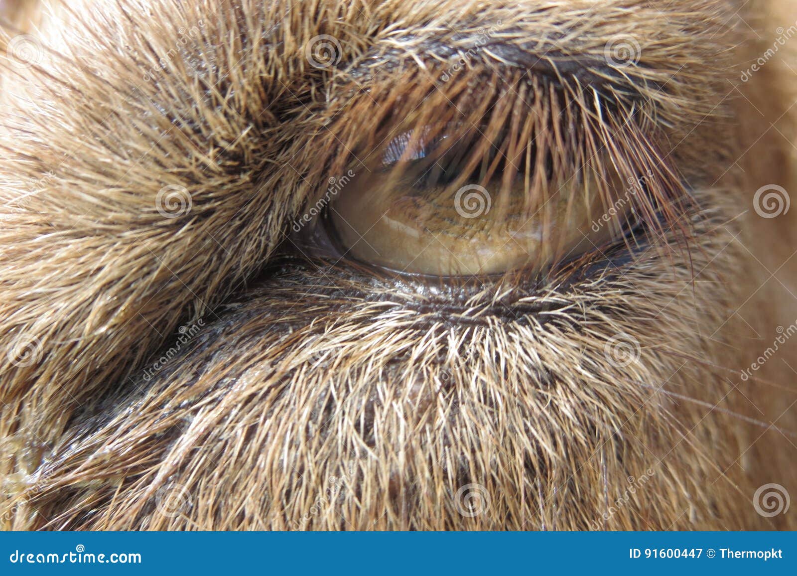 Goat Eye stock image. Image of eyelashes, yellow, eyelash - 91600447