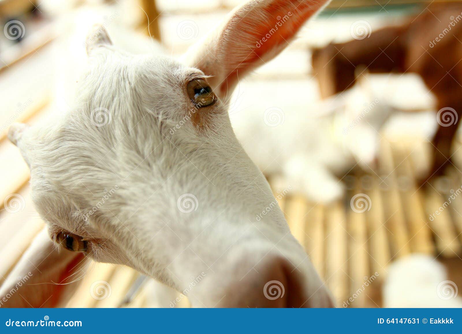 Goat eyes closeup stock image. Image of looking, cute - 64147631