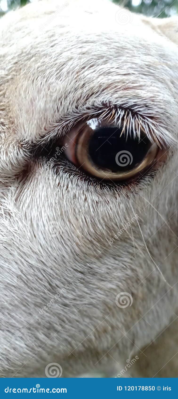 Goat eyes stock photo. Image of white, goat, eyes, beautiful - 120178850