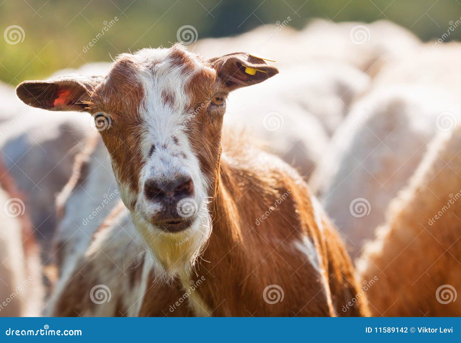Goat face stock photo. Image of hair, pasture, farming - 11589142