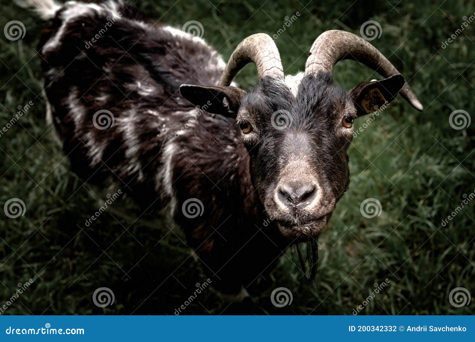 Goat Face Close Up. Black Goat Looking at the Camera Stock Photo ...