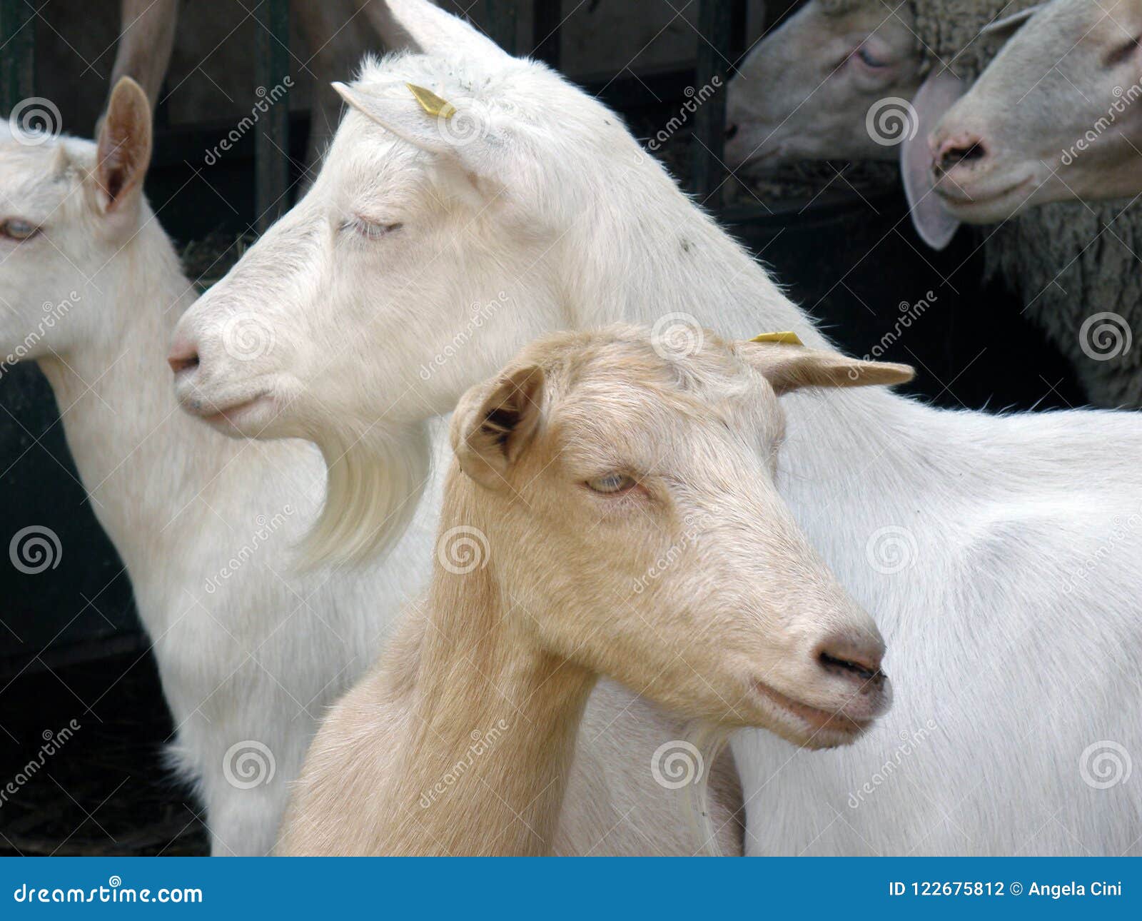 Goat Face Close Up stock photo. Image of head, portrait - 122675812