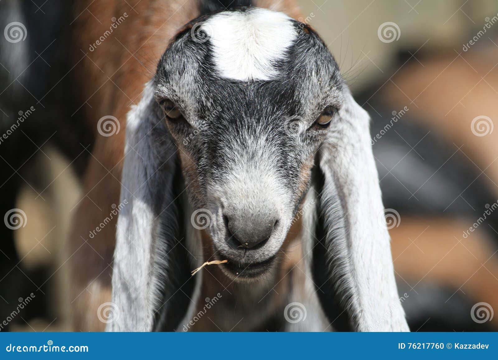 Goat Face stock photo. Image of ears, chewing, face, long - 76217760