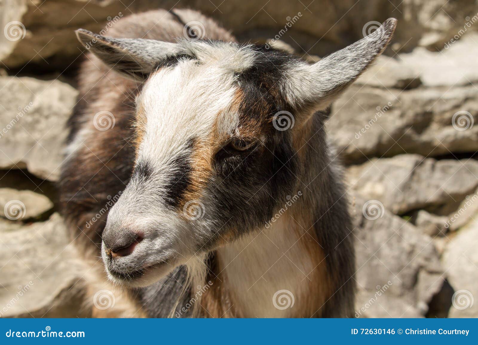 Goat Face stock photo. Image of barnyard, beard, goat - 72630146