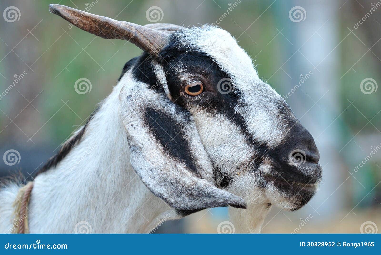 Goat face stock photo. Image of livestock, ears, cheerful - 30828952