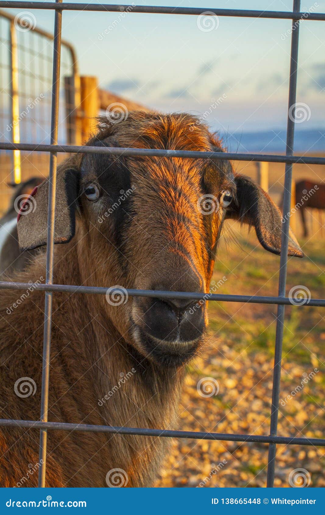 The Goat Face Closeup Picture Stock Photo - Image of closeup, eyes ...