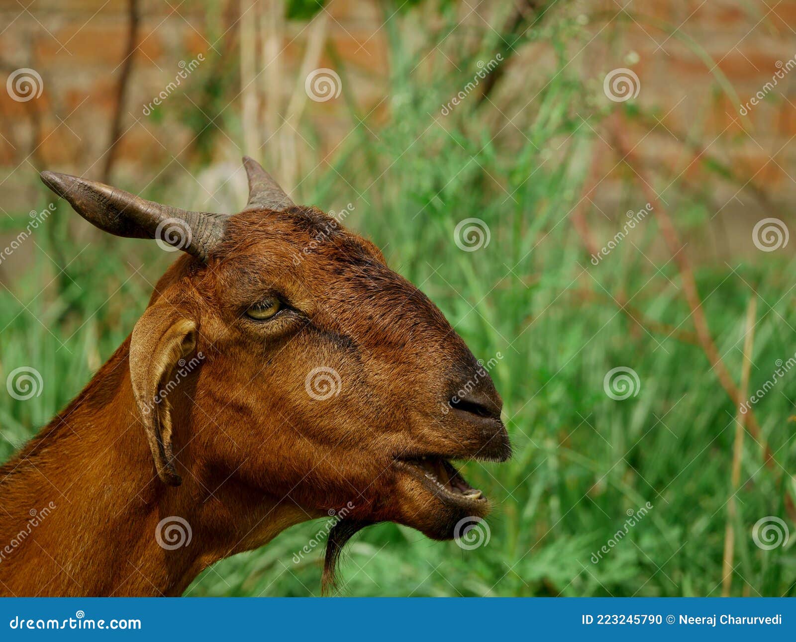 Goat Face Crying Face Green Grass Field At Behind Wall Texture Blur ...