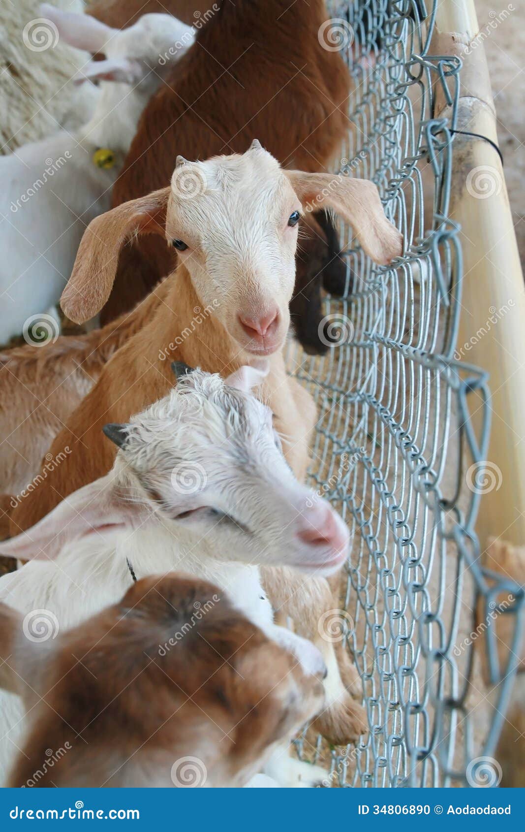 Goat stock photo. Image of goat, morrocco, hair, cute - 34806890