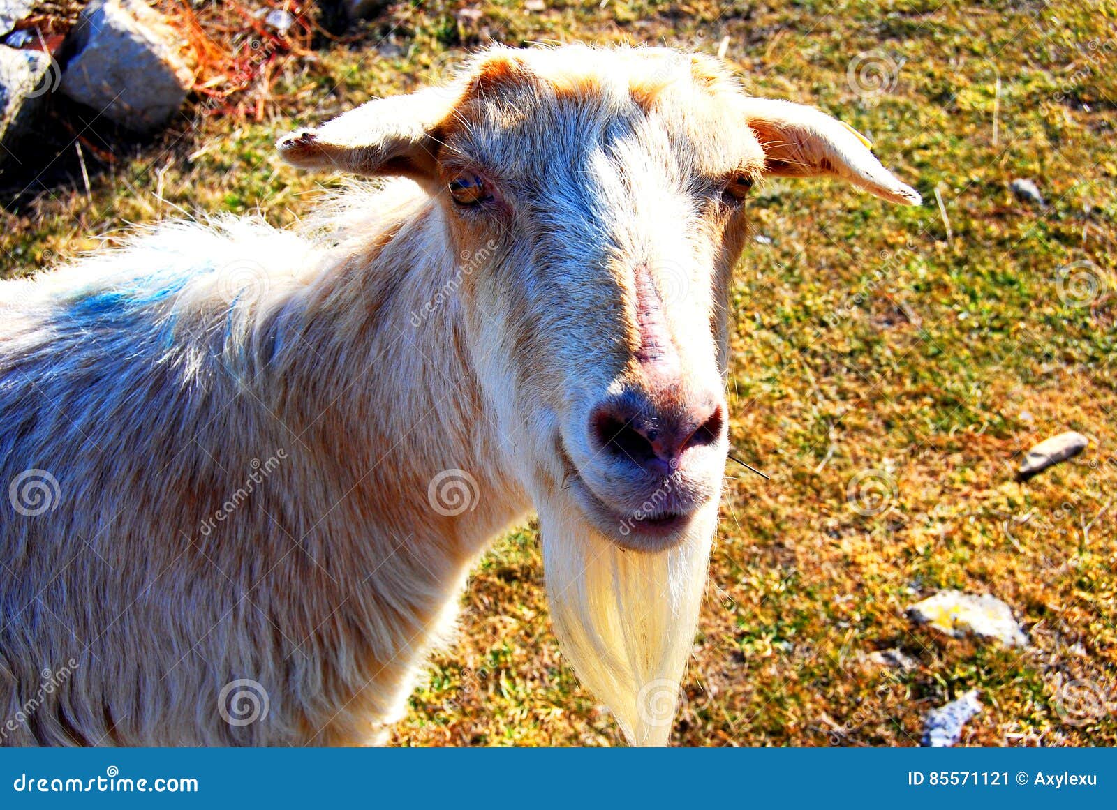 Goat face stock image. Image of agriculture, mountains - 85571121