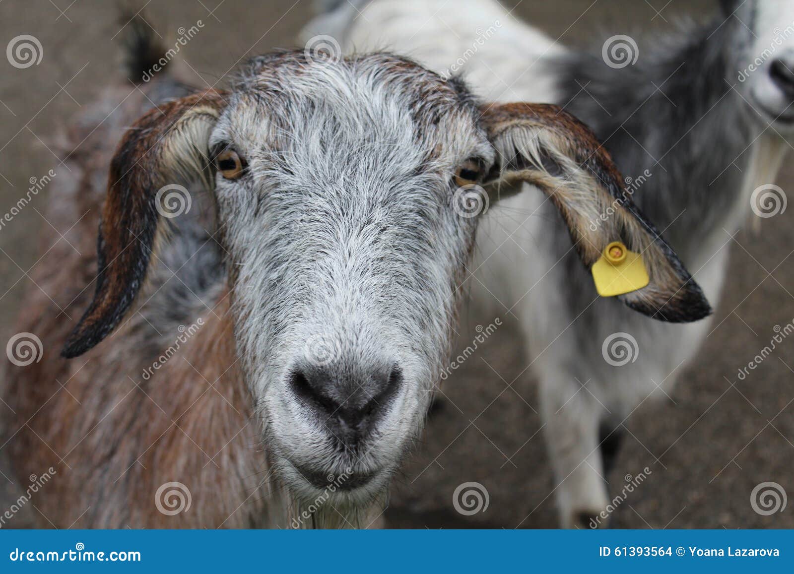 Goat stock photo. Image of yewol, muzzle, gray, head - 61393564