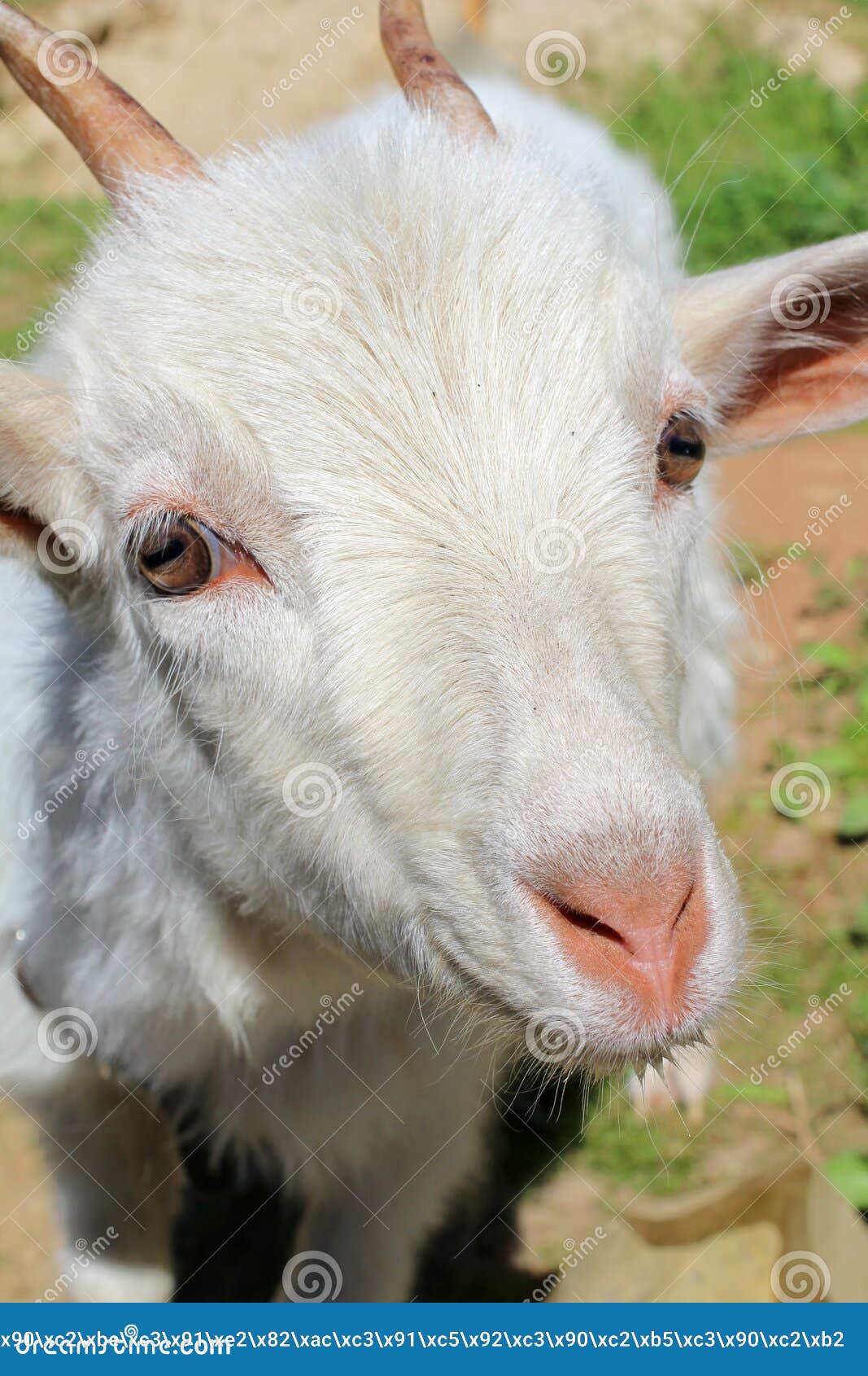 Goat face stock image. Image of horns, rural, beauty - 56505469