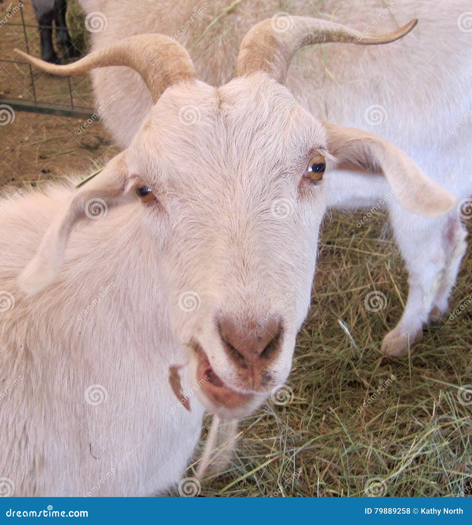 Goat face stock photo. Image of animal, fair, face, goat - 79889258