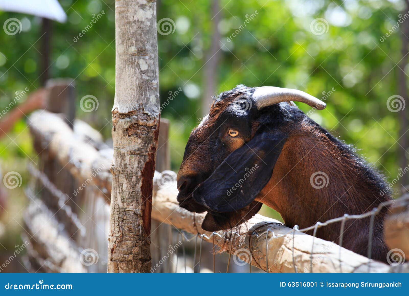A goat facing left in zoo stock image. Image of animal - 63516001