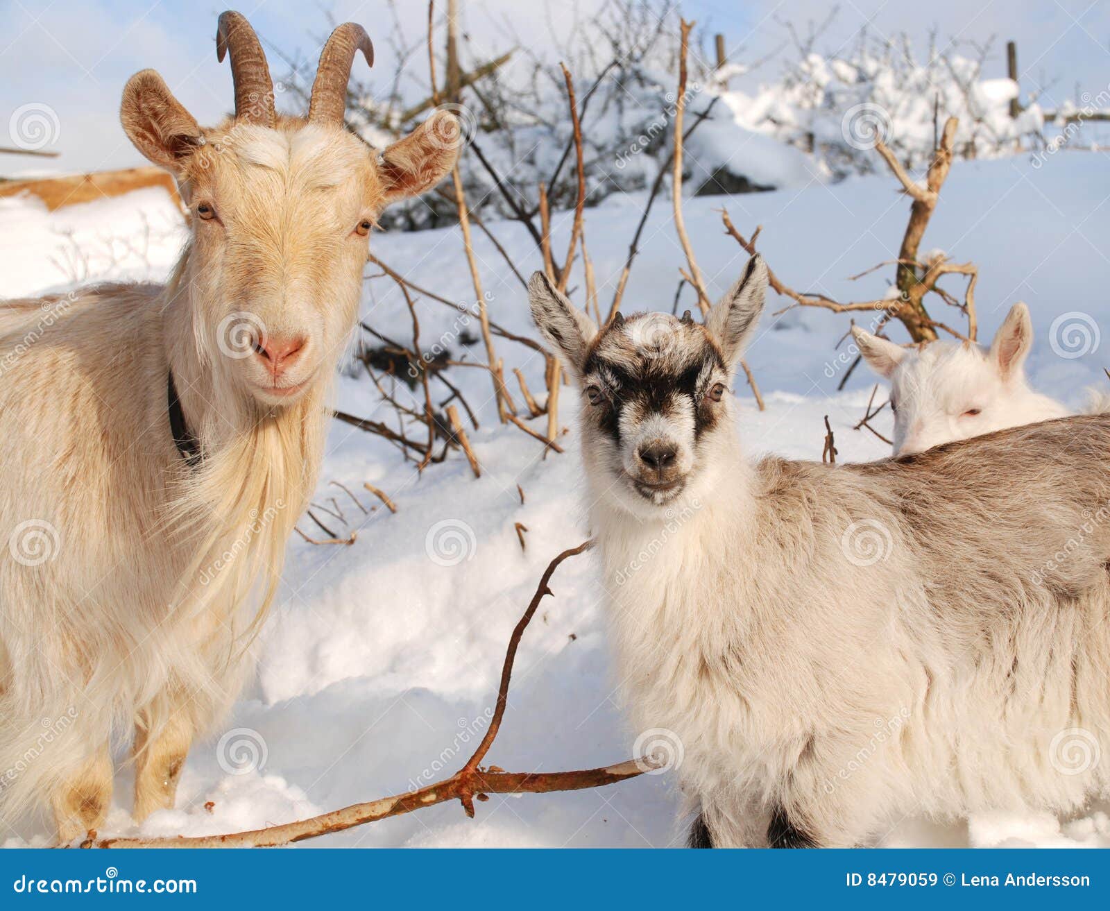 Goat family stock image. Image of horn, livestock, baby - 8479059