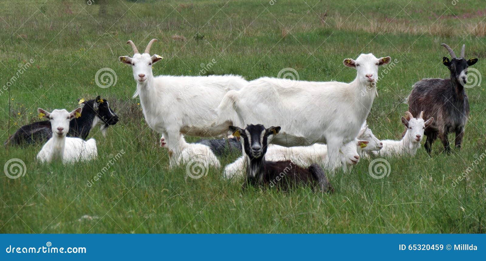Goat family stock image. Image of goat, spring, green - 65320459