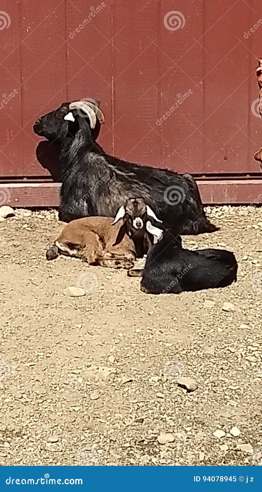 Goat Family stock image. Image of goat, family, animals - 94078945