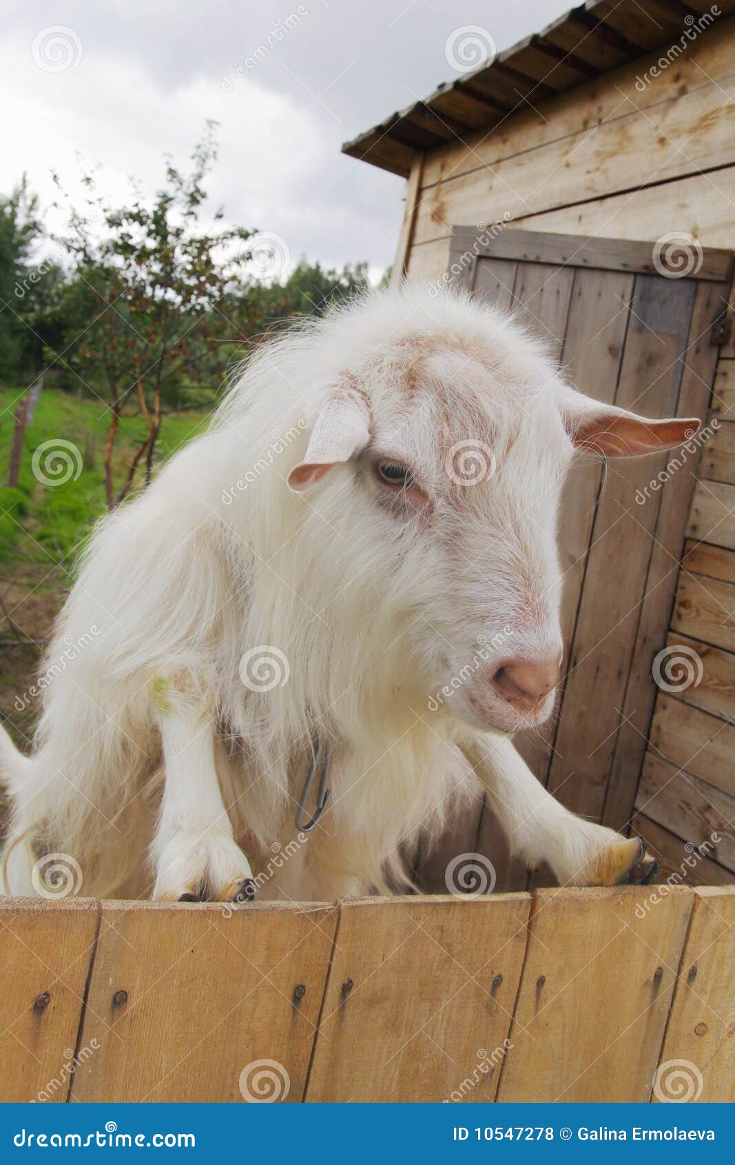 Goat in the farm stock photo. Image of hoof, goatee, agriculture - 10547278