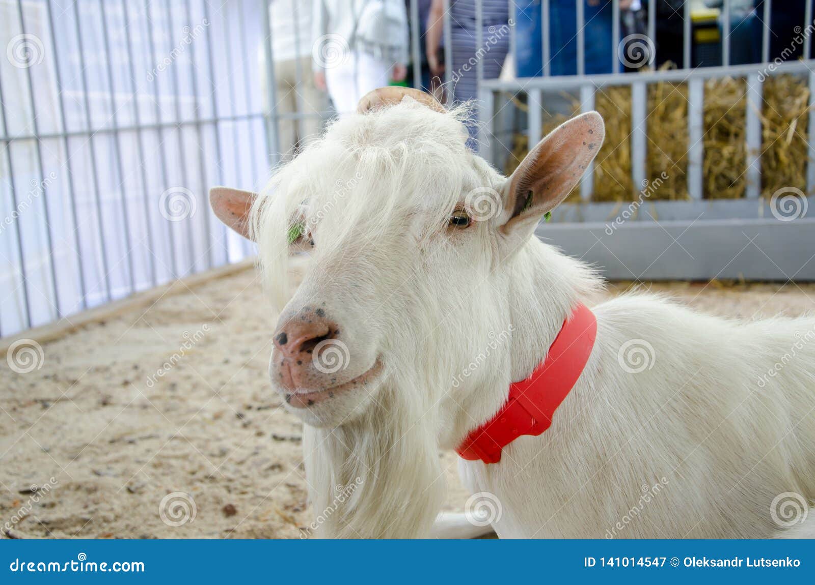 Goat on the farm stock image. Image of head, barn, domestic - 141014547