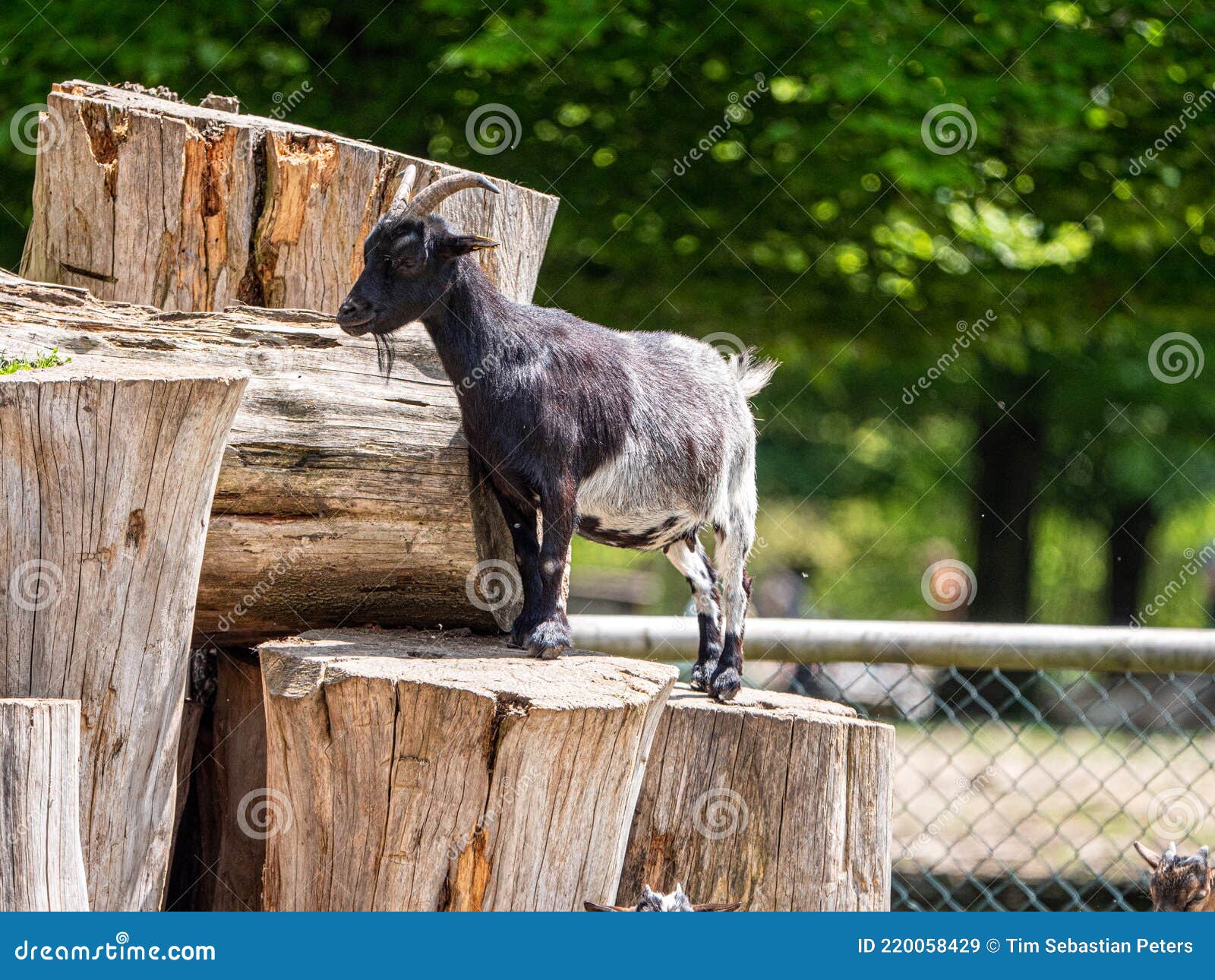 Goat on the farm stock image. Image of wildlife, field - 220058429