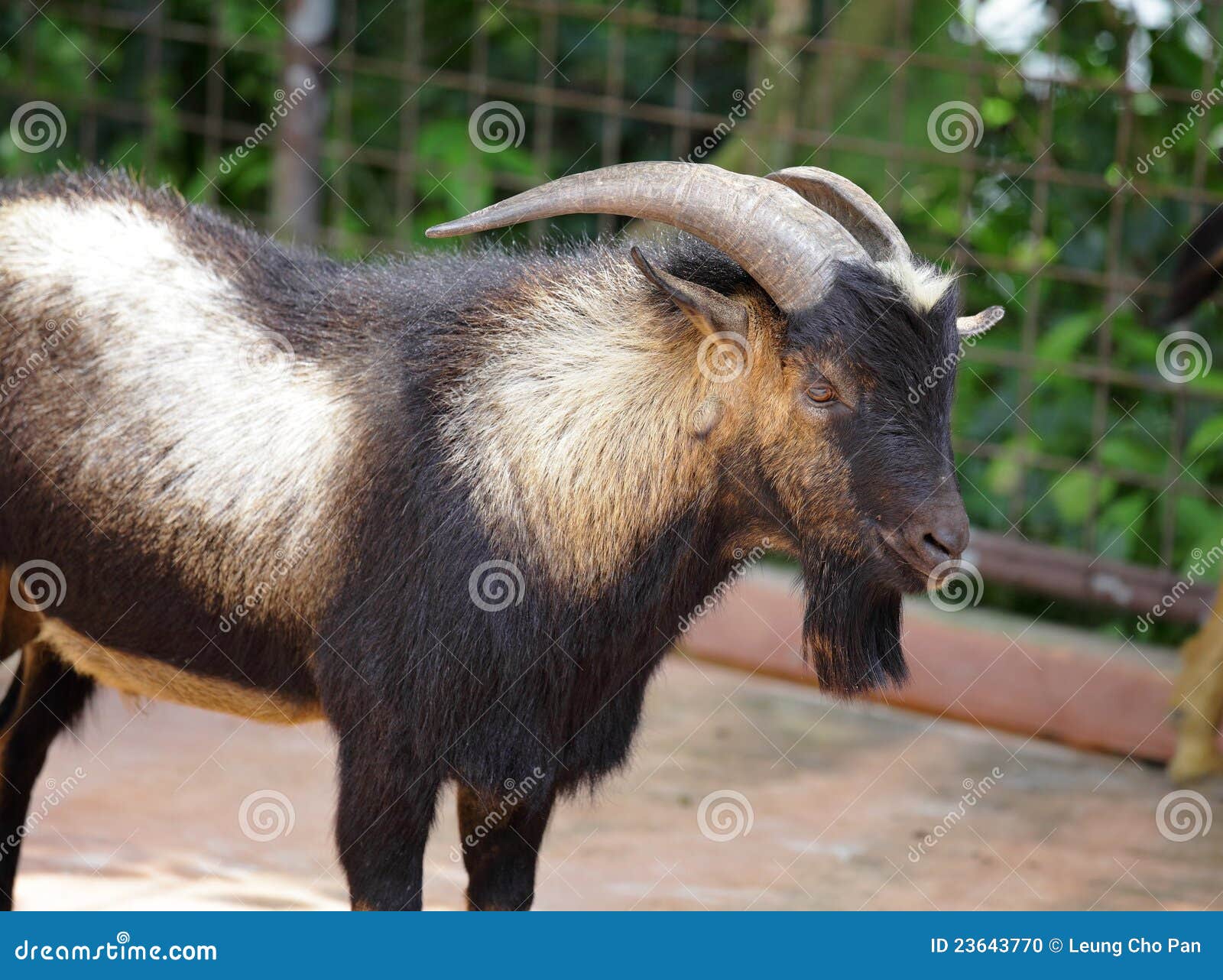 Goat in farm stock photo. Image of nature, domestic, goat - 23643770