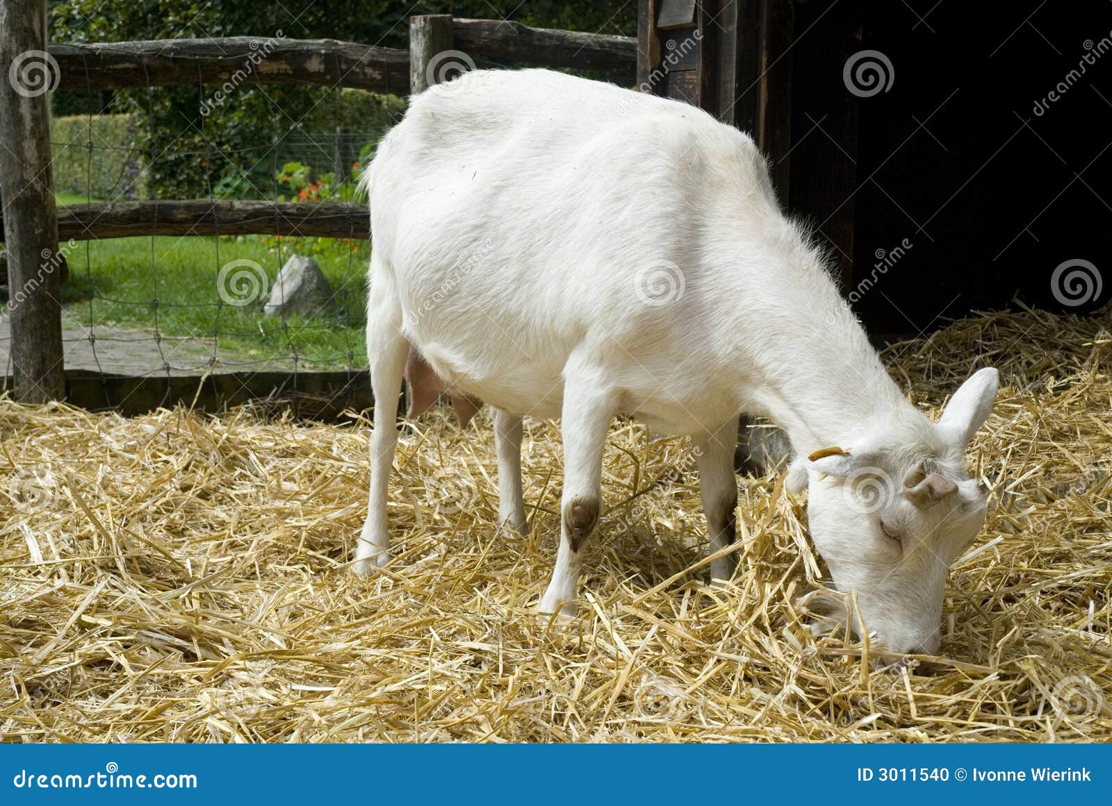 Goat on the farm stock photo. Image of cage, farm, corral - 3011540