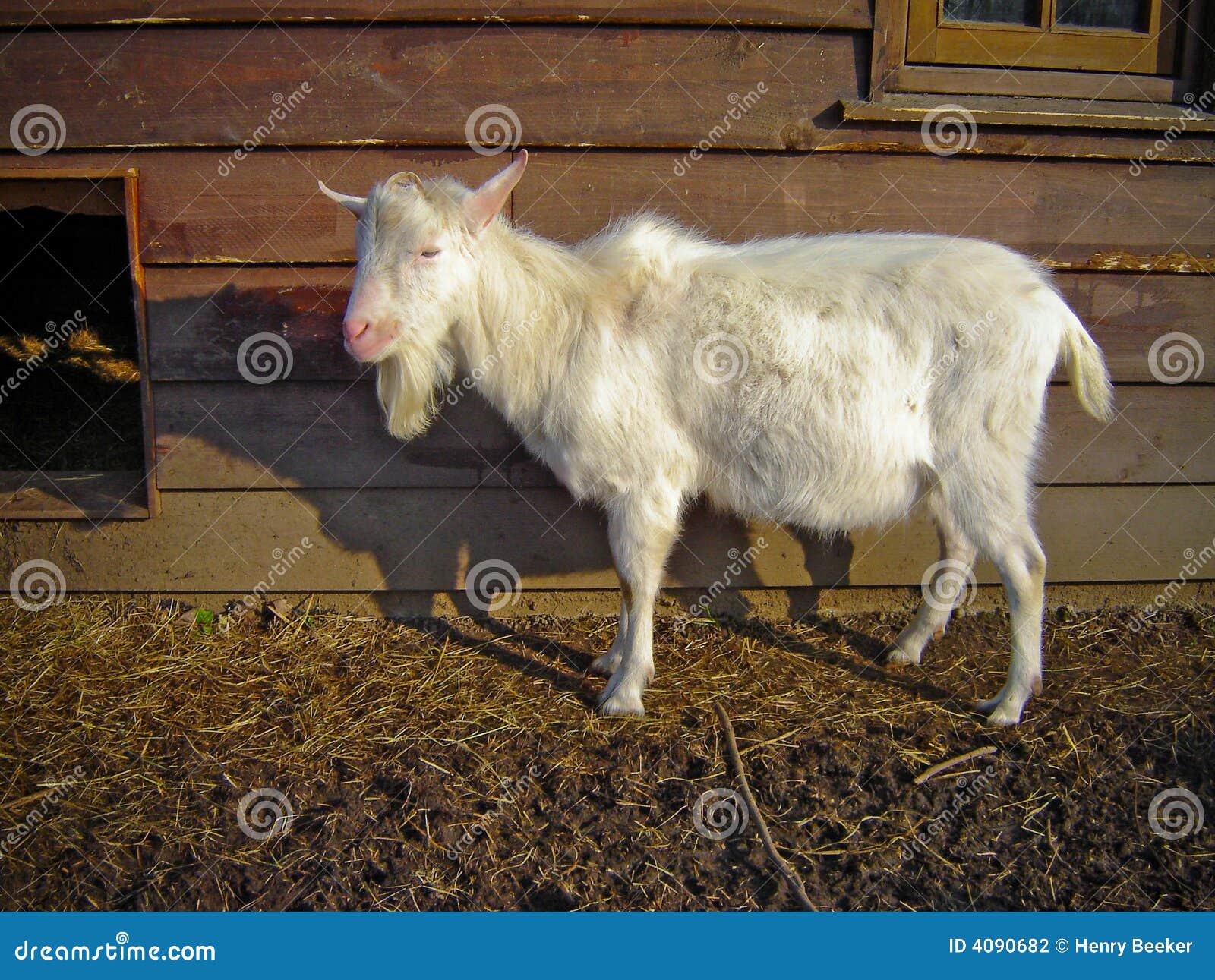Goat on Farm stock photo. Image of goat, barn, domestic - 4090682