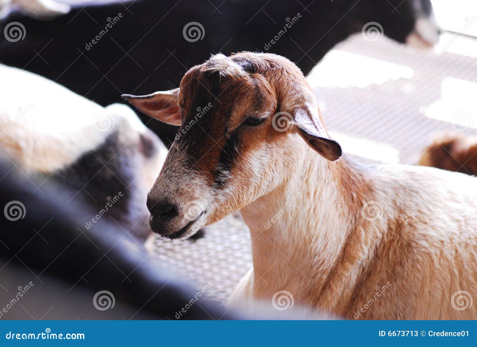Goat farm stock image. Image of close, farm, goat, smelly - 6673713