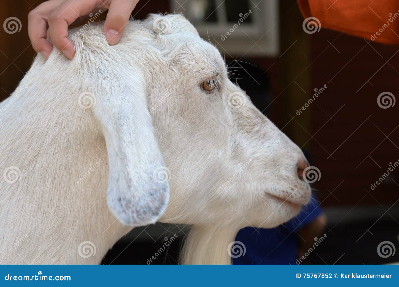 Goat stock photo. Image of color, farm, attraction, life - 75767852