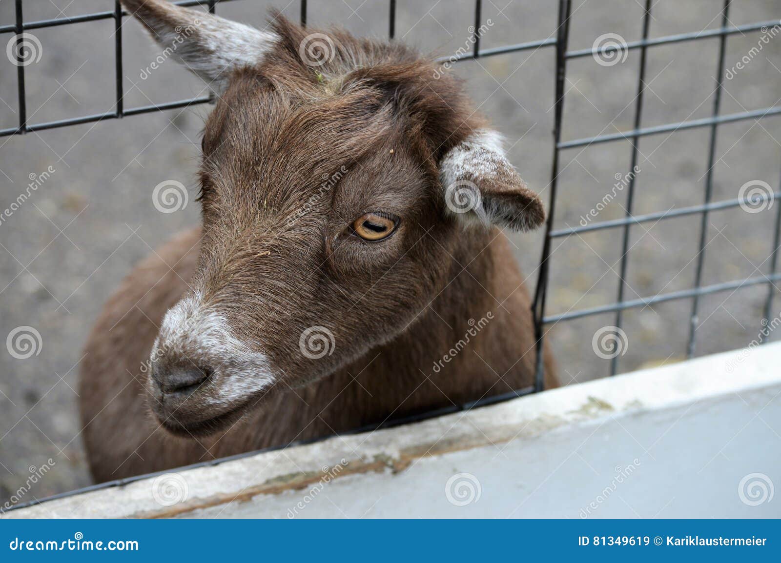 Goat stock image. Image of attraction, color, explore - 81349619