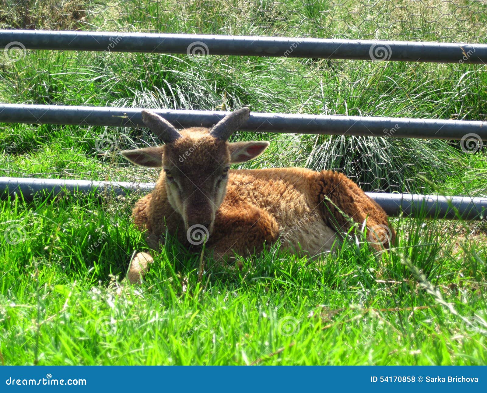 Goat stock photo. Image of goat, life, aberfoile, wild - 54170858