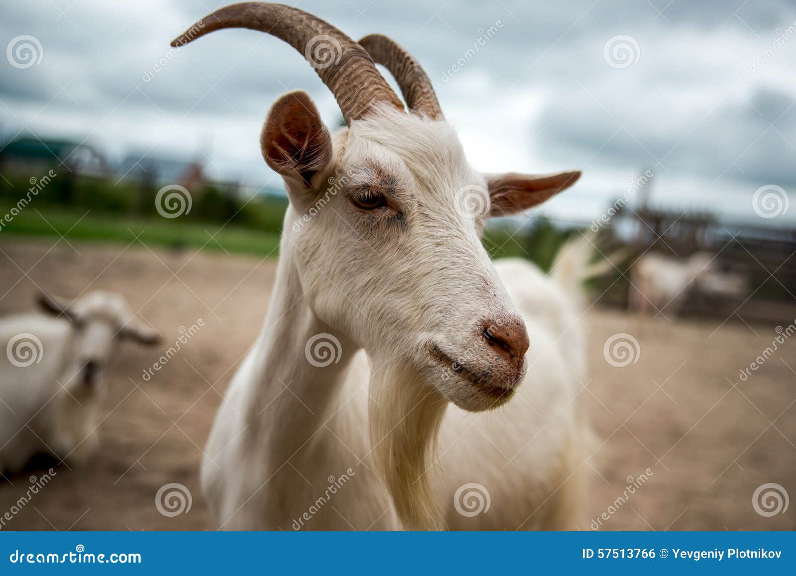 Goat stock photo. Image of farm, goat, beard, meat, beak - 57513766