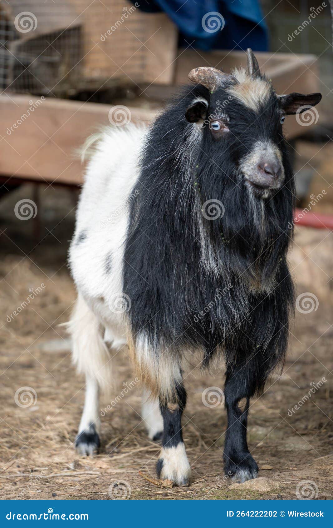 Goat at the Farm in Bancroft, Canada Stock Photo - Image of rural ...