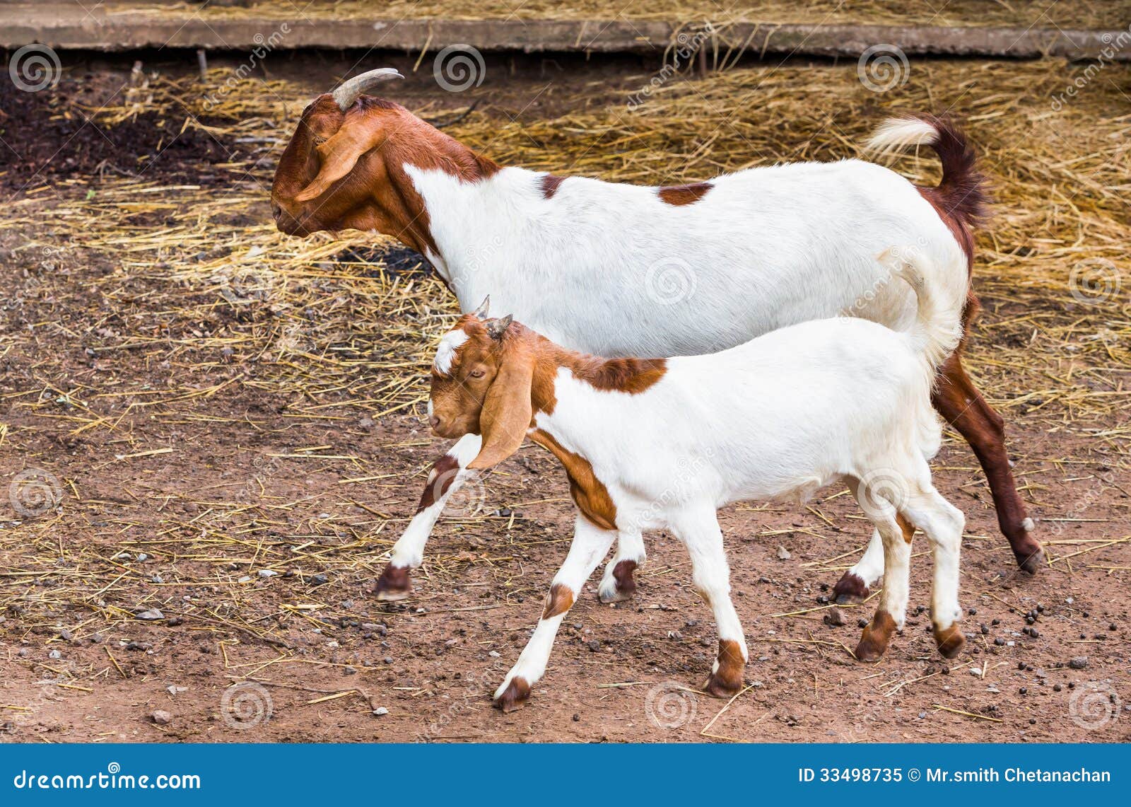 Goat in farm stock image. Image of lovely, brown, food - 33498735