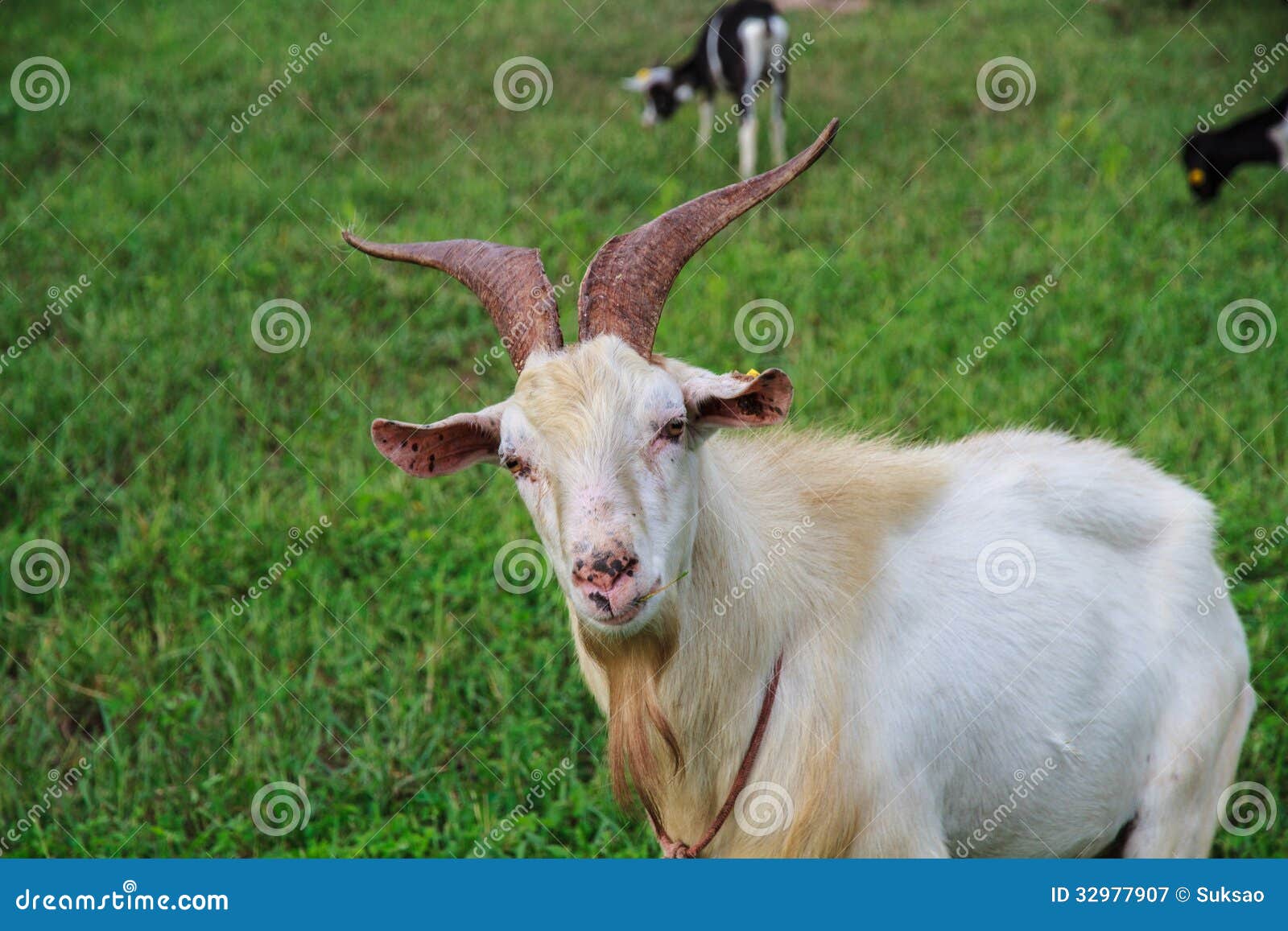 Goat farm stock image. Image of grass, landscape, pasture - 32977907