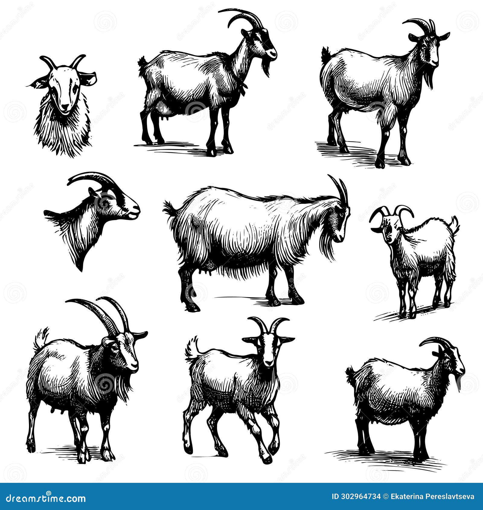 Goat Farm Hand Drawn Sketch Cattle Farm Vector Illustration Stock ...