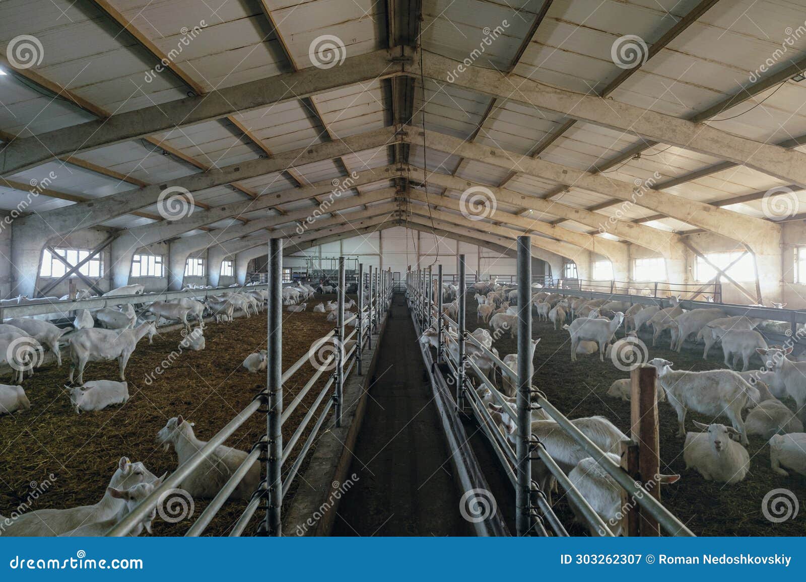 Goat Farm. Interior of a Goat House Building Stock Image - Image of ...