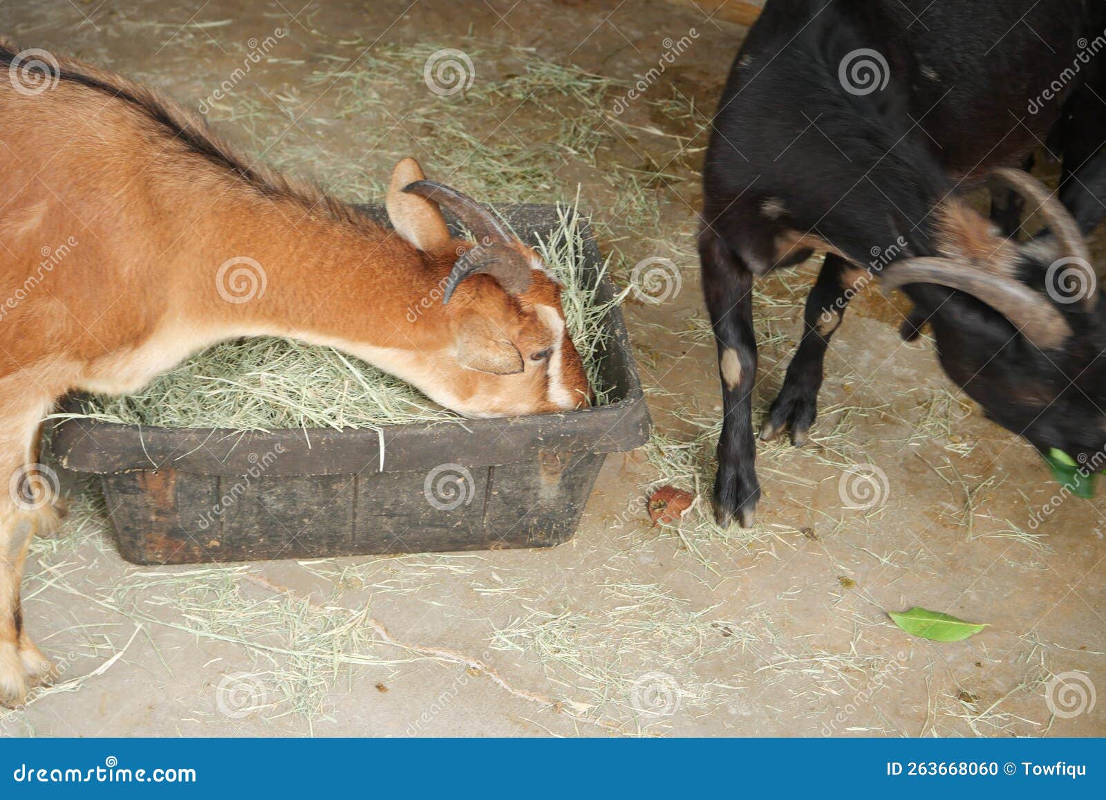 Goat in the Farm Land Eating Food Stock Photo - Image of domestic ...