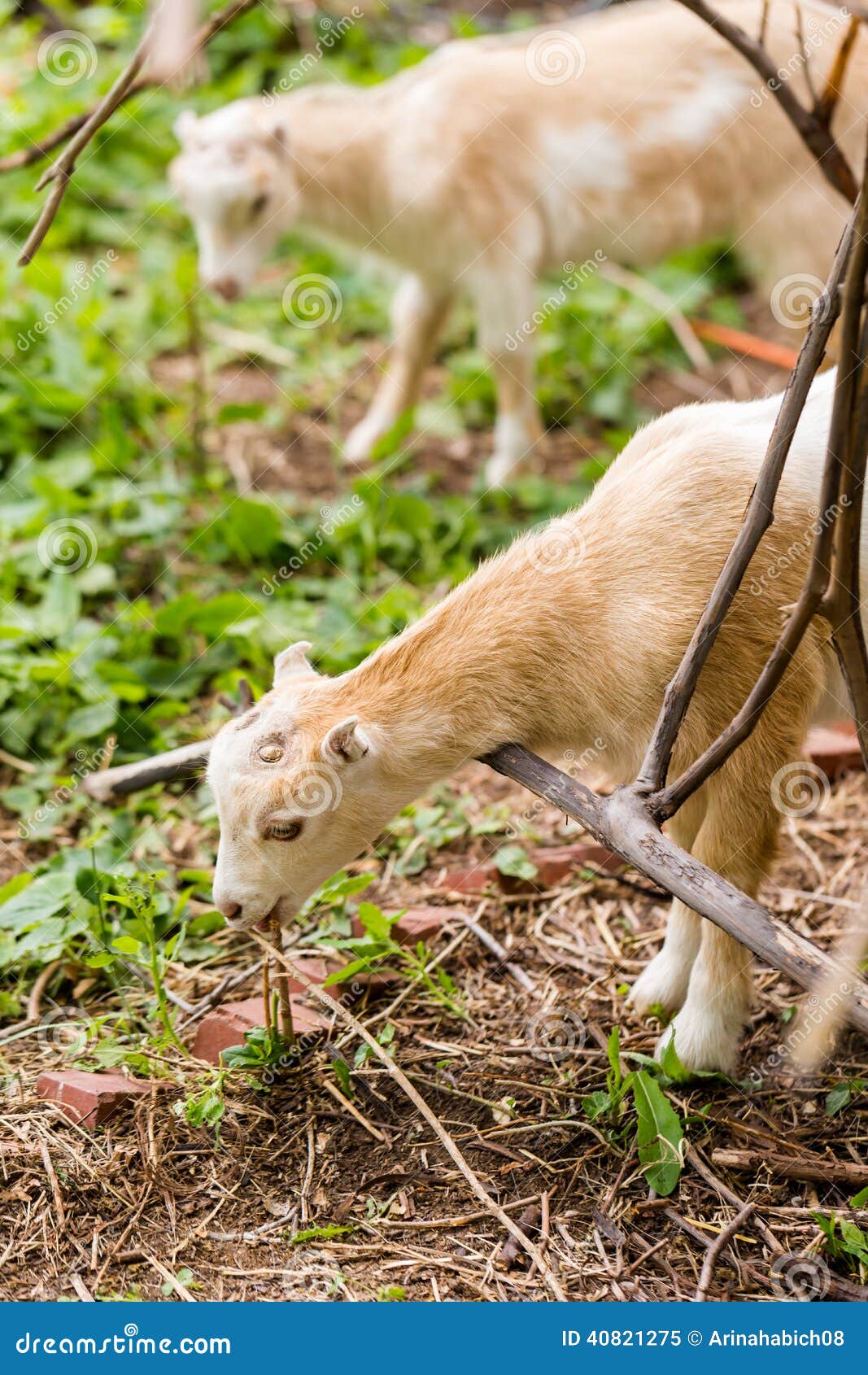 Goat farm stock image. Image of springtime, goat, farm - 40821275