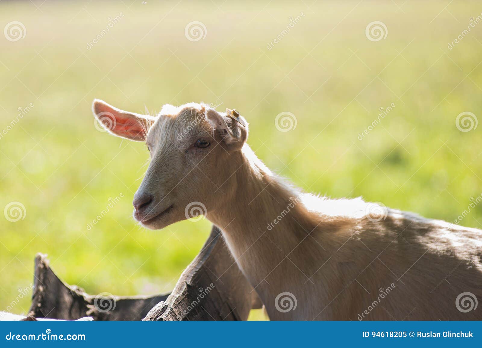 Goat in farm stock image. Image of grass, agriculture - 94618205