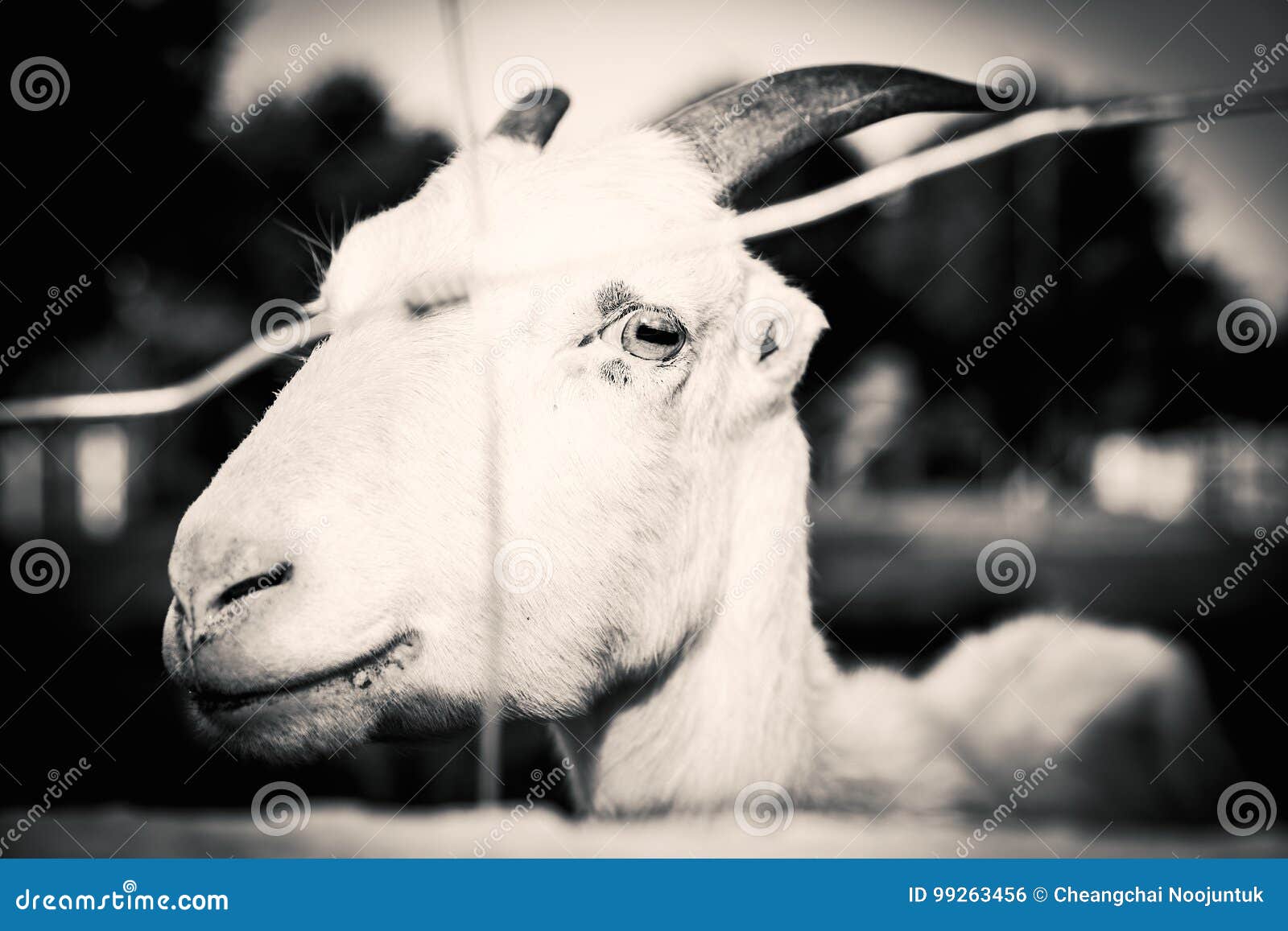 Goat stock photo. Image of looking, three, goat, portrait - 99263456