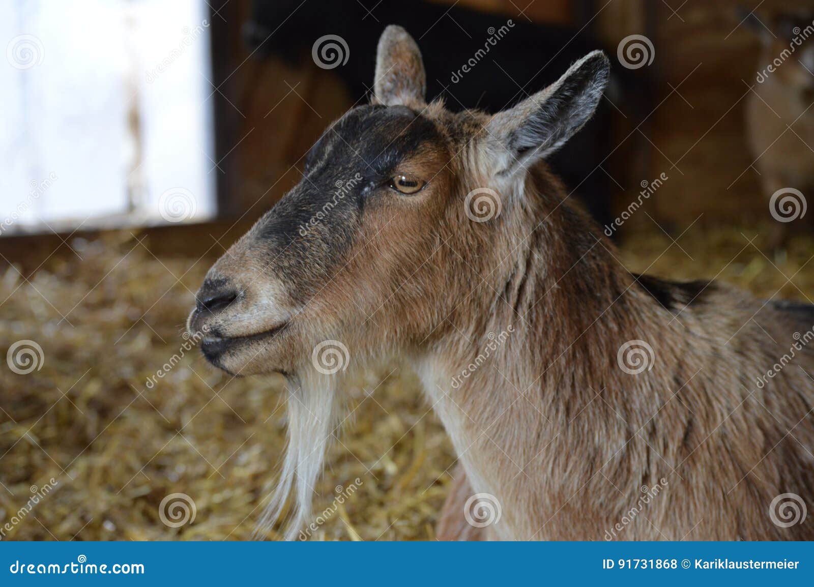 Goat stock photo. Image of calm, farm, expression, brown - 91731868
