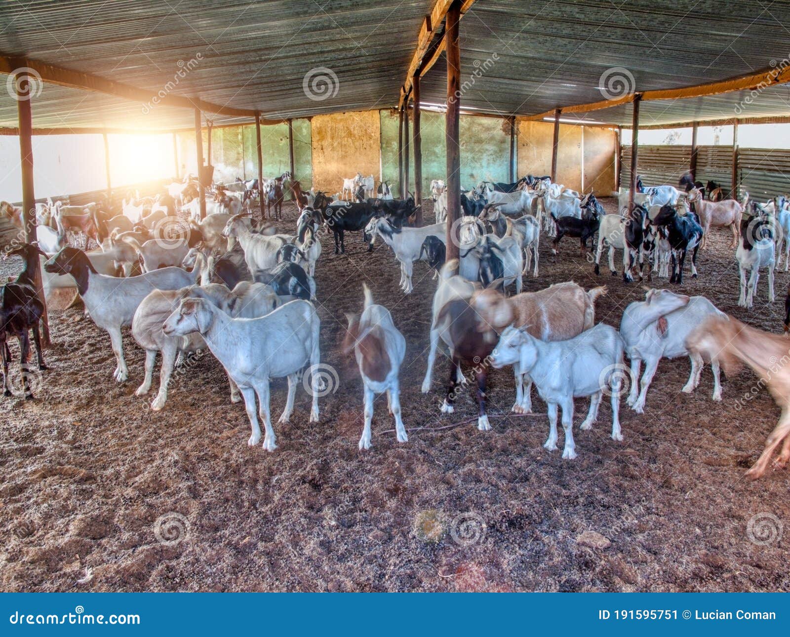 Goat farm stock image. Image of horn, grazing, female - 191595751